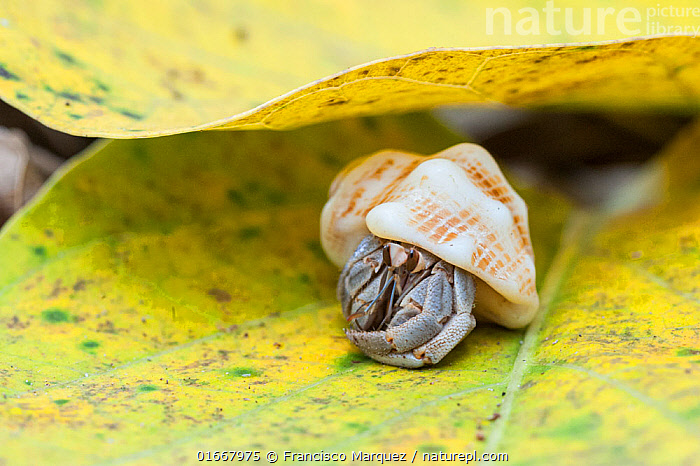 Stock photo of Terrestrial hermit crab (Coenobitidae) Islas Marias ...