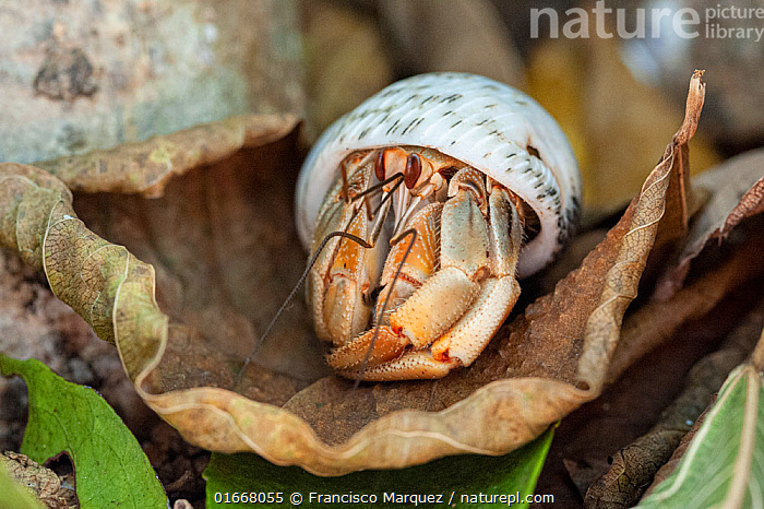 Stock photo of Terrestrial hermit crab (Coenobitidae) Islas Marias ...