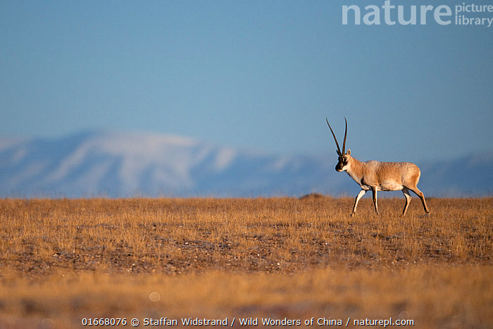 Tibetan Antelope Chiru