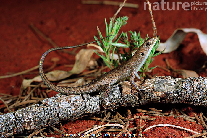 Stock photo of Desert rainbow skink (Carlia triancantha) from a desert ...