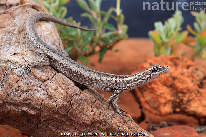 Stock photo of Ragged snake-eyed skink (Cryptoblepharus pannosus) from ...