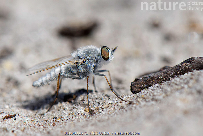Stock photo of Coastal silver stiletto fly (Acrosathe annulata) male ...