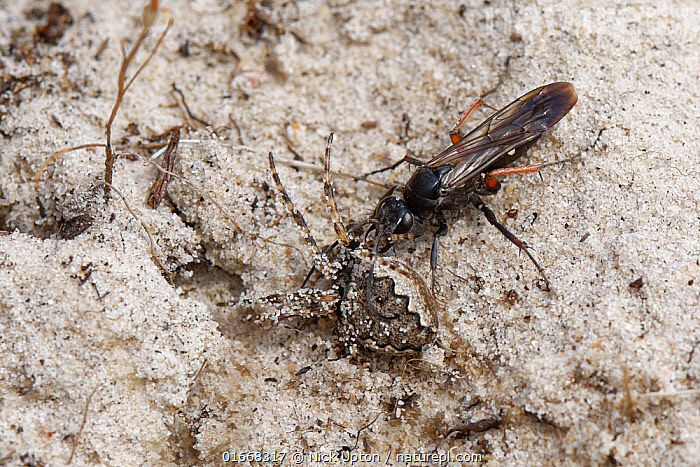 Stock photo of Red-legged spider wasp (Episyron rufipes) female ...