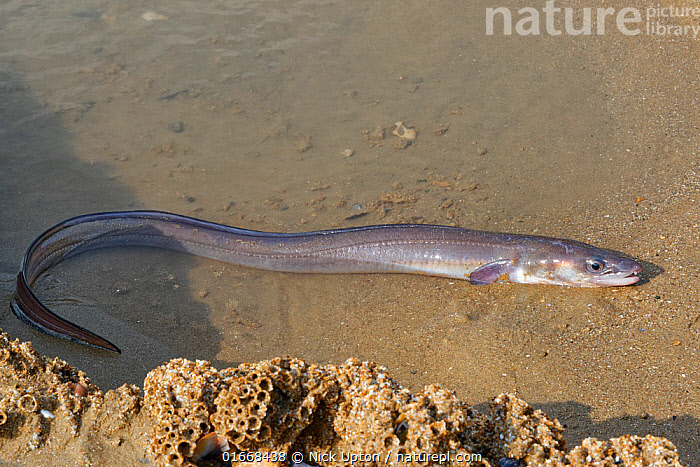 Silver Eel Where Do Eels Come From? | The New Yorker