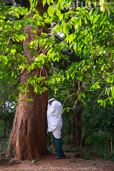 Stock photo of Man praying under East African yellowwood (Afrocarpus ...