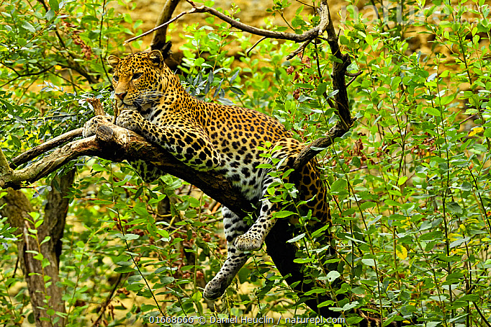 Stock photo of Javan leopard (Panthera pardus melas) captive, endemic ...