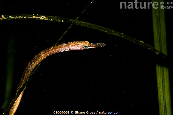 Stock photo of Bay pipefish (Syngnathus leptorhynchus) hiding in ...