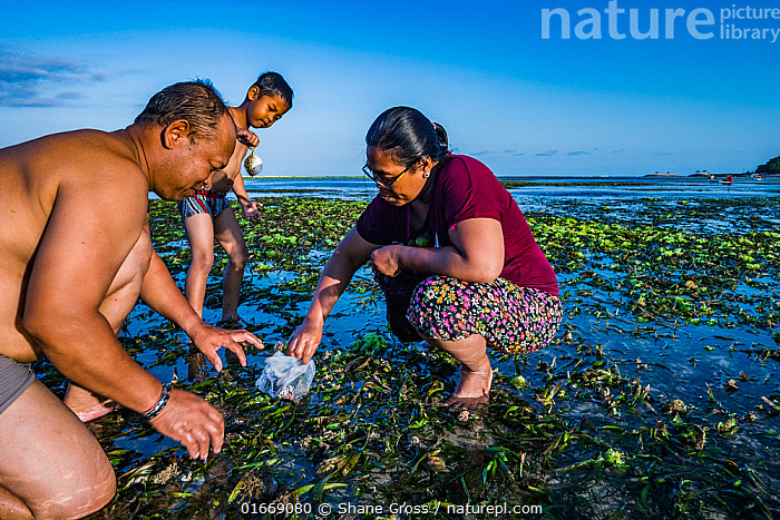 Stock photo of Family harvesting Tape seagrass (Enhalus acoroides ...