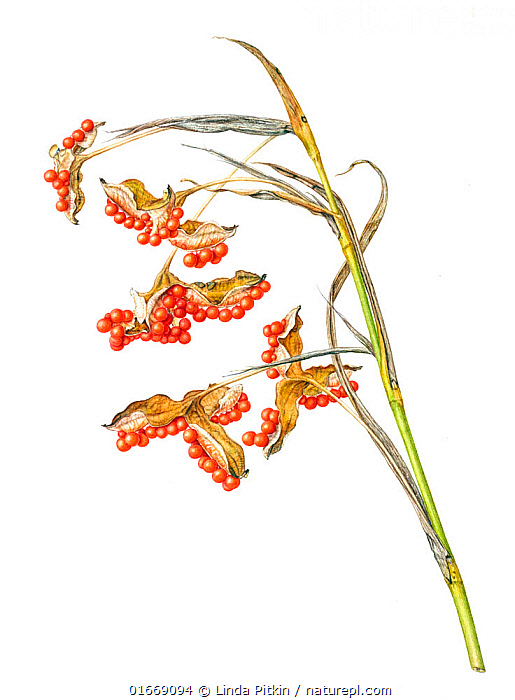Stock photo of Watercolour illustration of Stinking iris (Iris ...