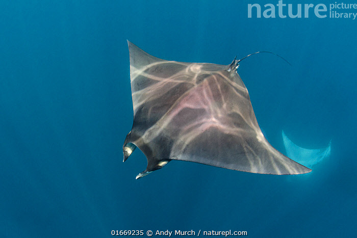 Stock photo of Atlantic mobula ray (Mobula hypostoma), light rays on ...