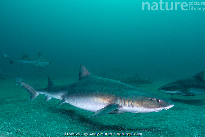 Stock photo of Banded houndshark (Triakis scyllium) above sea floor ...