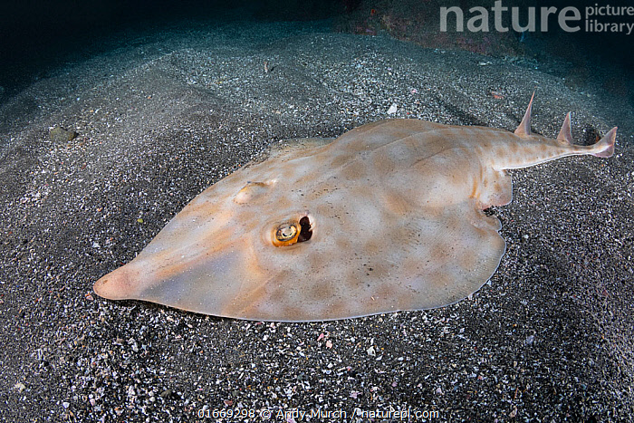 Stock photo of Bottlenose guitarfish (Rhinobatos schlegelii) on sea ...