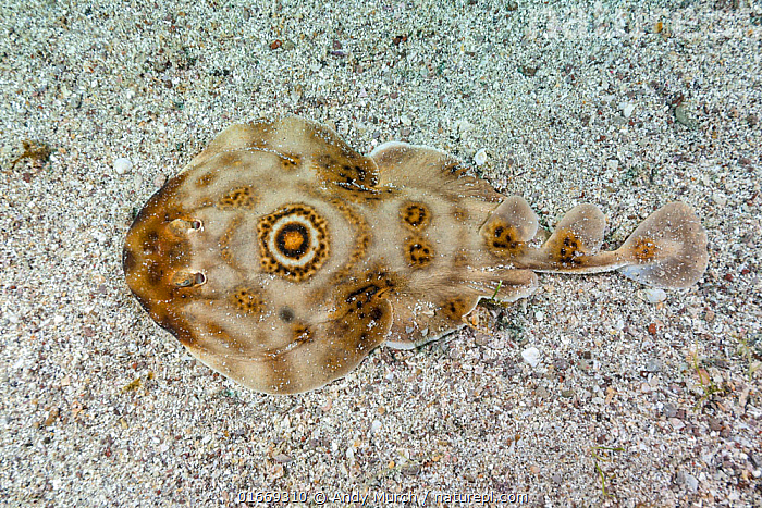 Stock photo of Bullseye electric ray (Diplobatis ommata) on sea floor ...