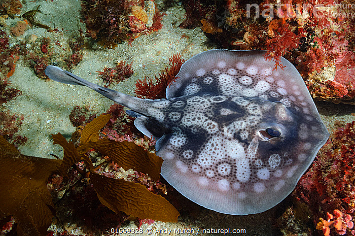 Stock photo of Circular stingaree (Urolophus circularis) above sea ...