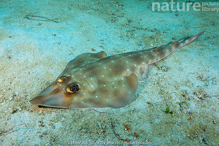 Stock photo of Gorgona guitarfish (Pseudobatos prahli) on sea floor ...
