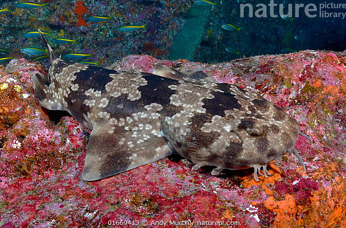 Wards Wobbegong