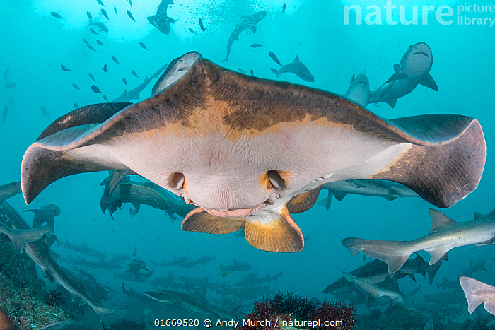 Stock photo of Red stingray (Hemitrygon akajei) with Banded houndshark ...