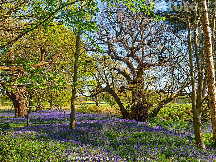 Stock photo of Small leaved lime tree (Tilia cordata) ancient tree with ...