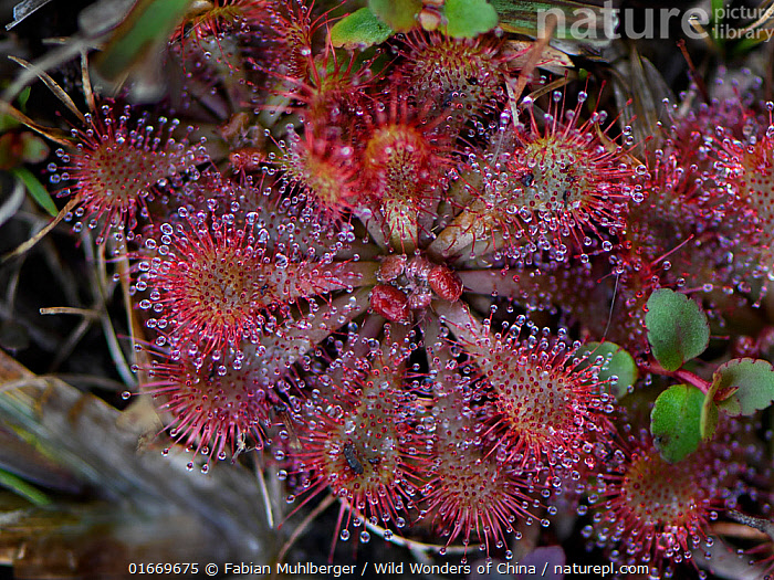 Stock photo of Drosera sp. from Taiwan.. Available for sale on www ...