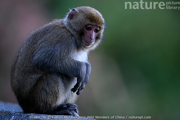 Stock photo of Formosan macaque (Macaca cyclopis) portrait, Taiwan ...