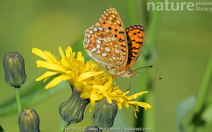 Stock photo of Niobe fritillary butterfly (Argynnis niobe) nectaring ...