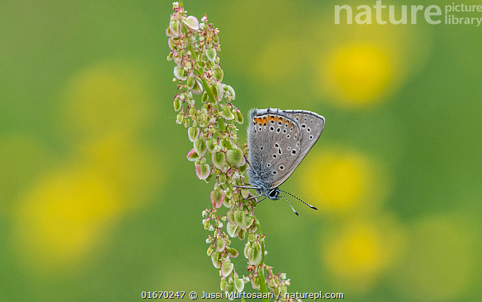 Stock photo of Purple-edged copper butterfly (Lycaena hippothoe ...
