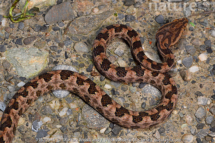 Stock photo of Brown-spotted Pit viper, (Protobothrops mucrosquamatus ...