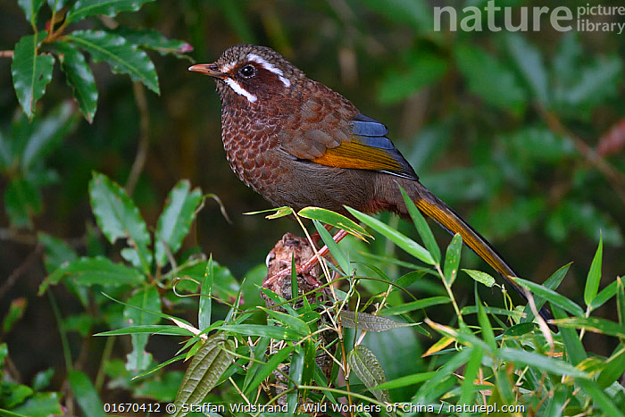 Stock photo of White-whiskered laughing thrush (Garrulax morrisonianus ...