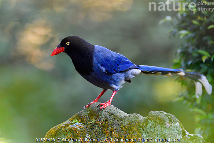 Formosan Blue Magpie
