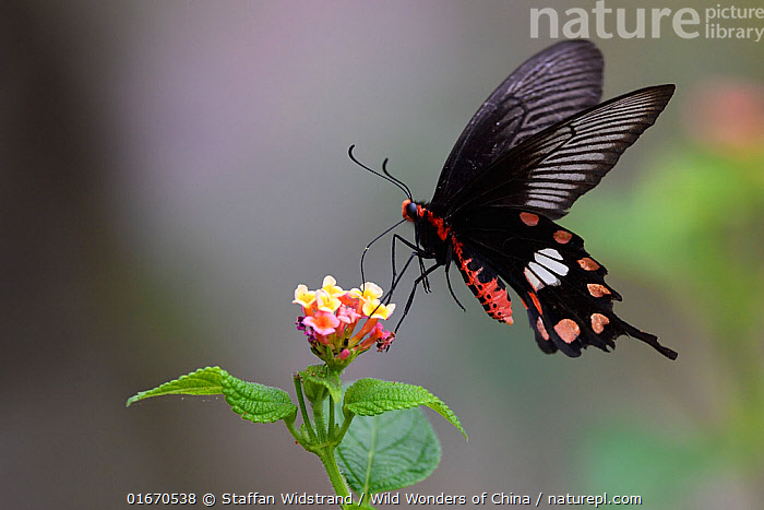 Stock photo of Common rose butterfly (Pachliopta aristolochiae) Sheding ...