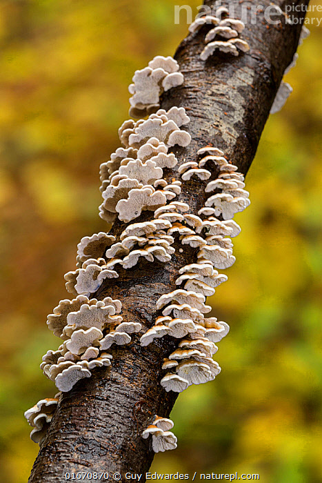 Stock photo of Crimped gill fungus (Plicatura crispa) undersides, on ...
