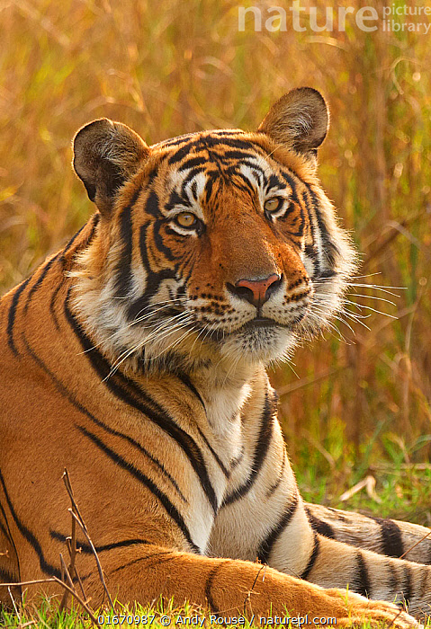 Stock photo of Bengal tiger (Panthera tigris) male, called Jam ...