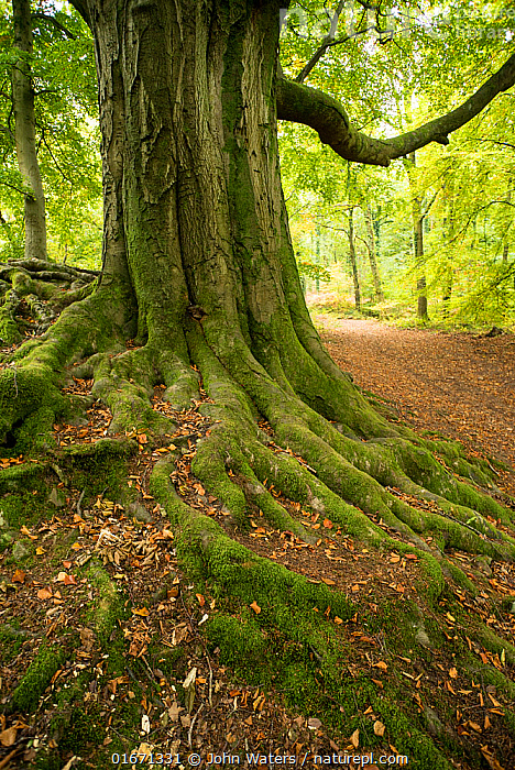 Stock photo of Ancient beech tree (Fagus sylvatica) with extensive ...