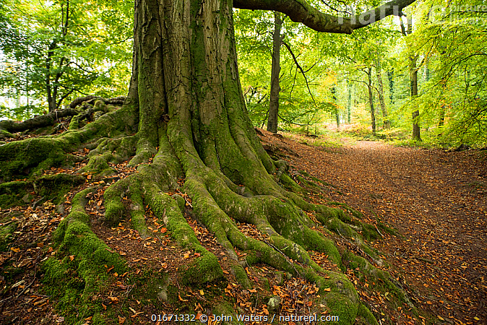 Stock photo of Ancient beech tree (Fagus sylvatica) with extensive ...