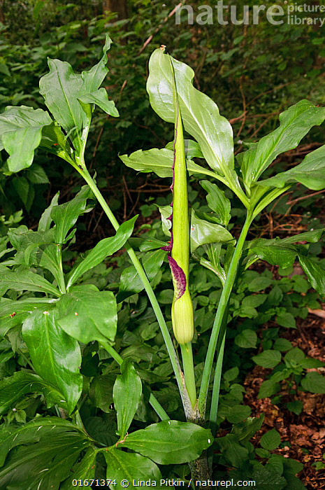 Stock photo of Dragon arum (Dracunculus vulgaris) with unopened spathe ...