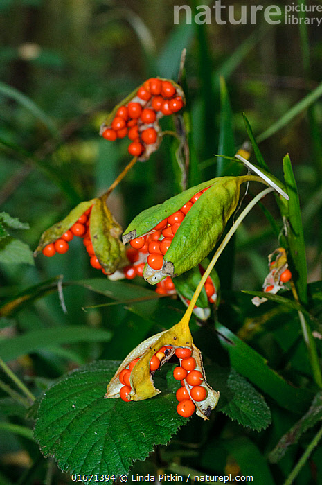 Stock photo of Stinking iris (Iris foetidissima) seed pods with red ...
