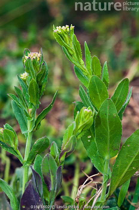 Stock photo of Field pepperwort (Lepidium campestre), Surrey, England ...
