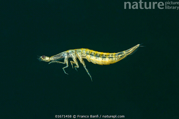 Stock photo of Lesser diving beetle (Acilius sulcatus) larvae. Lago ...