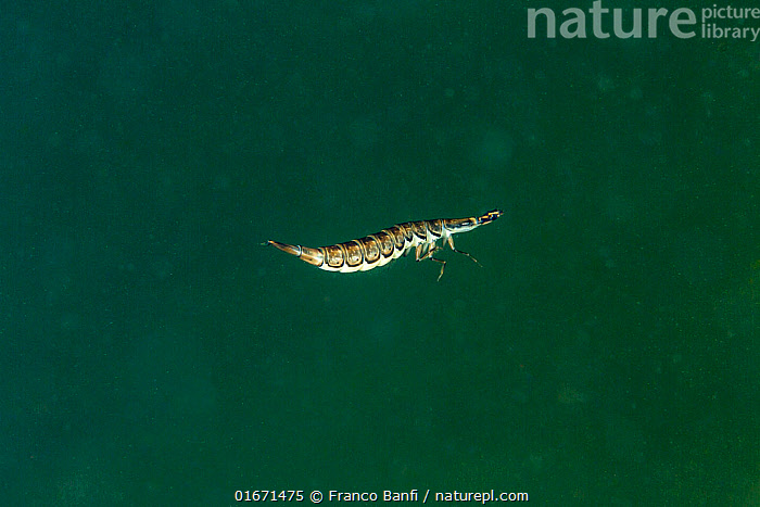 Stock photo of Lesser diving beetle (Acilius sulcatus) larvae. Lago ...