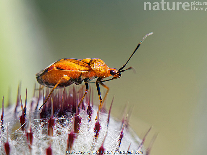 Stock photo of Red-spotted plant bug (Deraeocoris ruber), a predator of ...