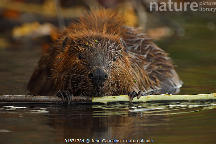 Stock photo of North American beaver (Castor canadensis) feeding on ...