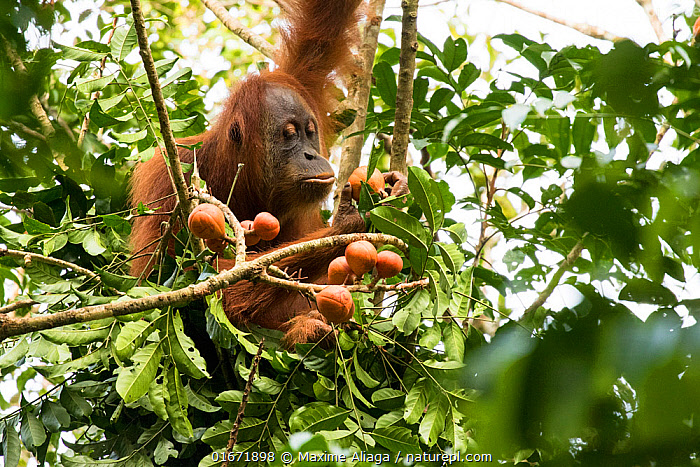 Stock photo of Sumatran orangutan (Pongo abelii) female eating fruit ...