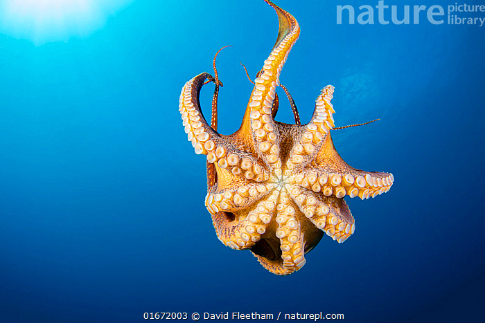Stock photo of Day octopus (Octopus cyanea) female, view of underside ...