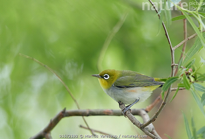 Stock photo of Chestnut-flanked white-eye (Zosterops erythropleurus ...