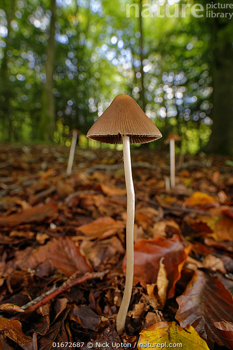 Stock photo of Conical brittlestem (Parasola conopilea / Psathyrella ...