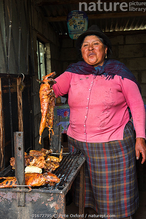 Stock photo of Cui or Guinea pig cooked for food, Chimborazo Province ...
