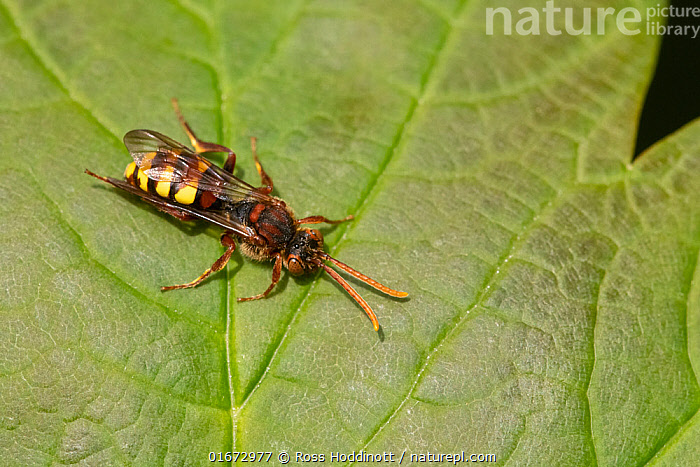 Stock photo of Flavous nomad bee (nomada flava) resting on Sycamore ...