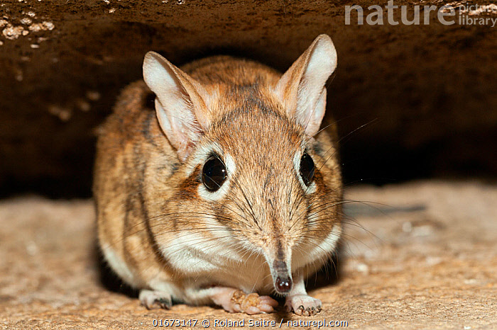Stock photo of Rufous sengi (Elephantulus rufescens) portrait, captive ...