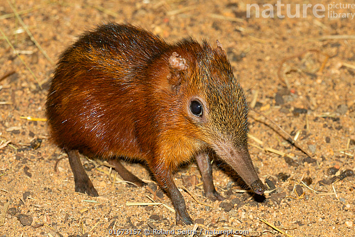 Stock photo of Chequered seng (Rhynchocyon cirnei) captive at zoo ...