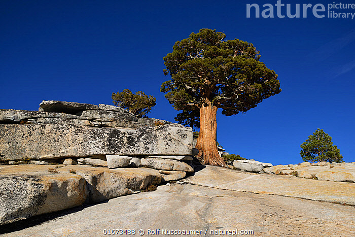 Stock photo of Bristlecone pine (Pinus sp) trees amongst rock. Olmsted ...